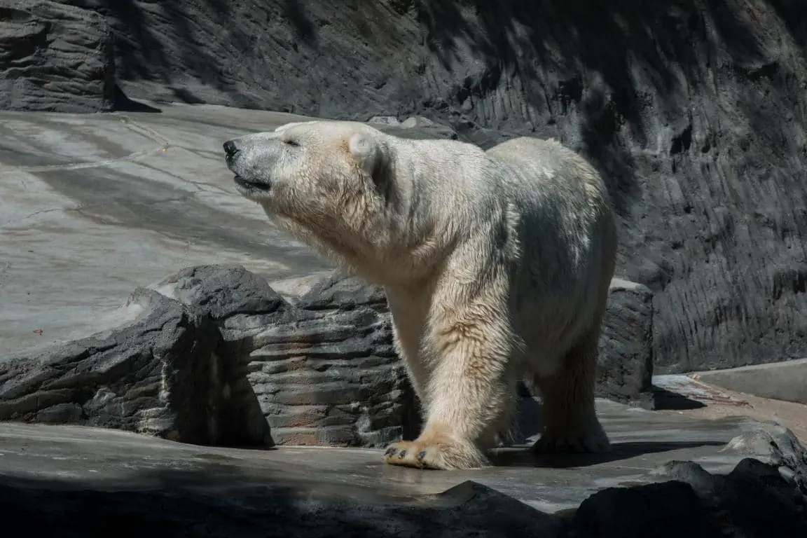 Zoo Prag: Dein Guide für den Besuch im Prager Zoo | Yummy Travel