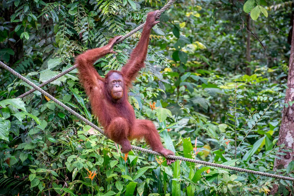 Orang Utans ins Borneo - Eine einmalige Reise zu den Tieren